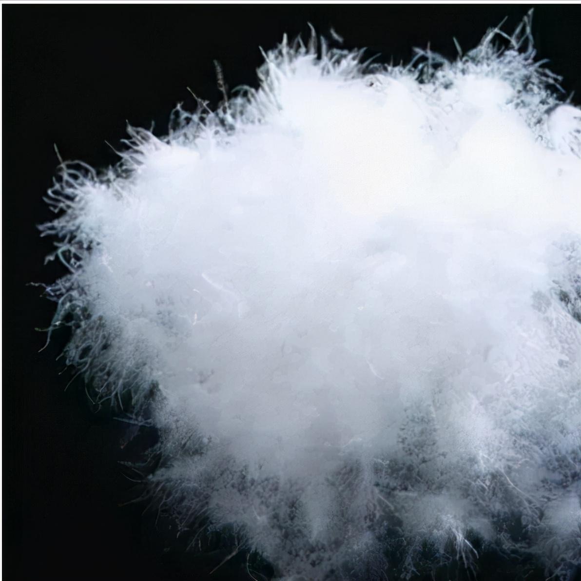 There’s something to be said for gray duck down (I’m really no worse ...