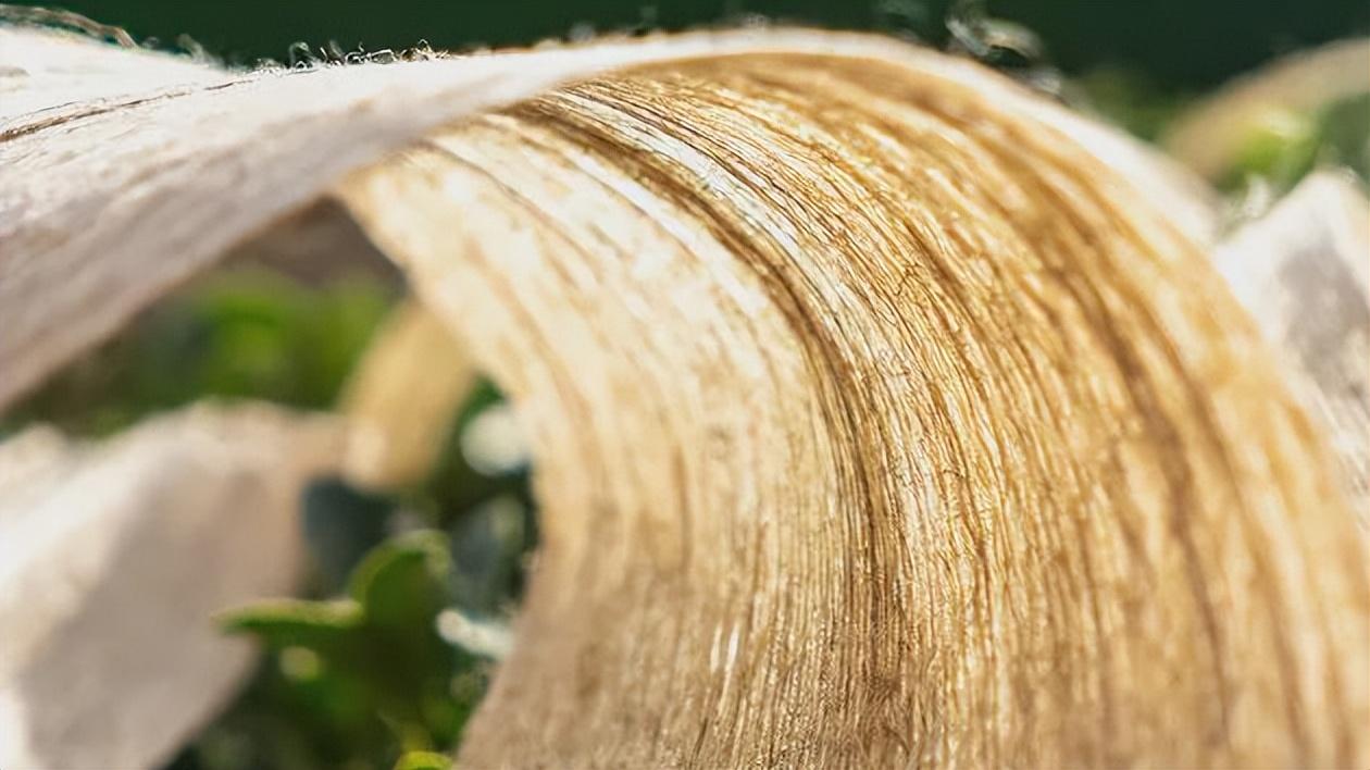 Several new natural fibers (properties and applications of natural ...